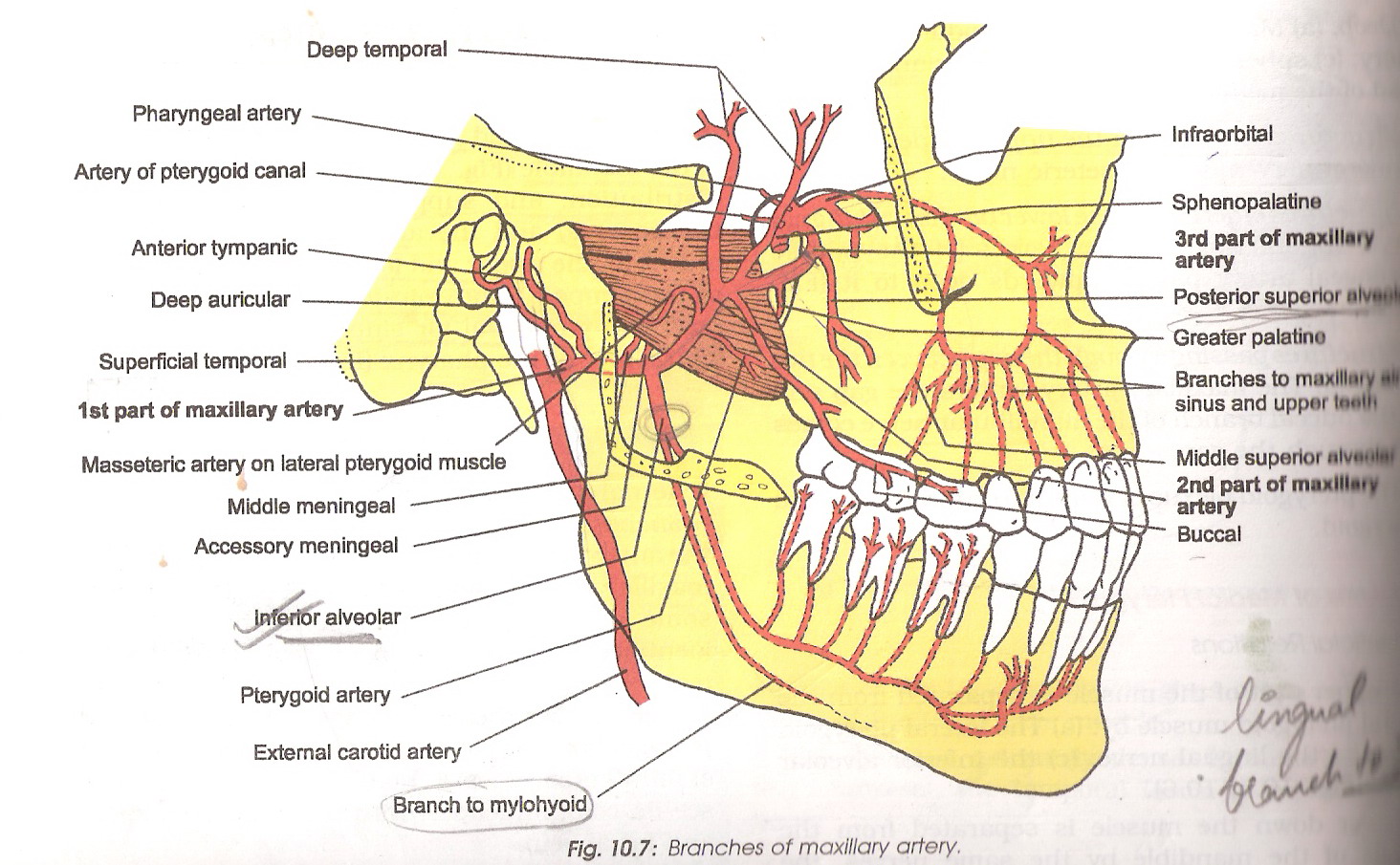 WizDent: ANATOMY OF HEAD & NECK