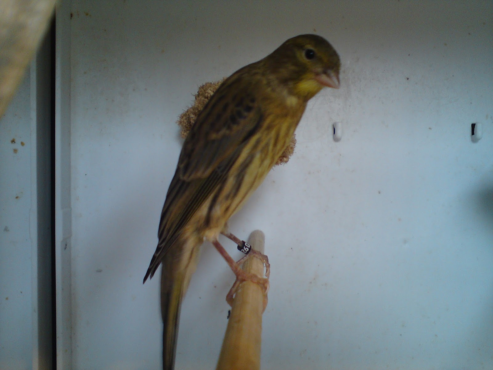 a scotch fancy canary blog: August 2013