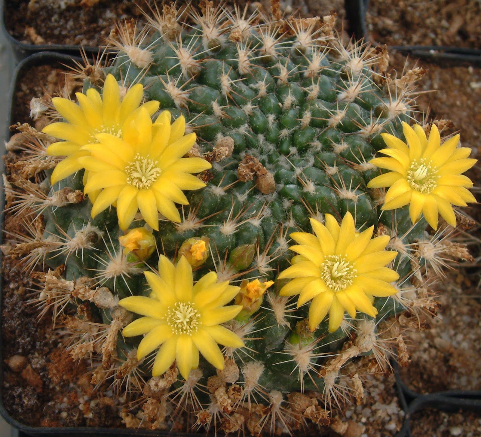 Rebutia, Aylostera y Weingartia: Rebutia neocumingii Backeberg 1950 ...