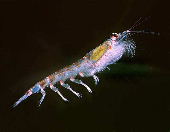 salud natural: EL KRILL