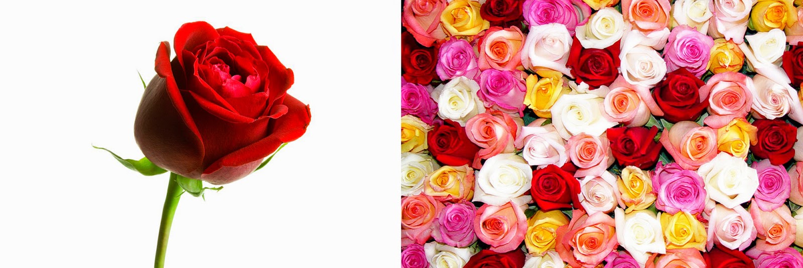 .: Senarai Harga Bunga Segar