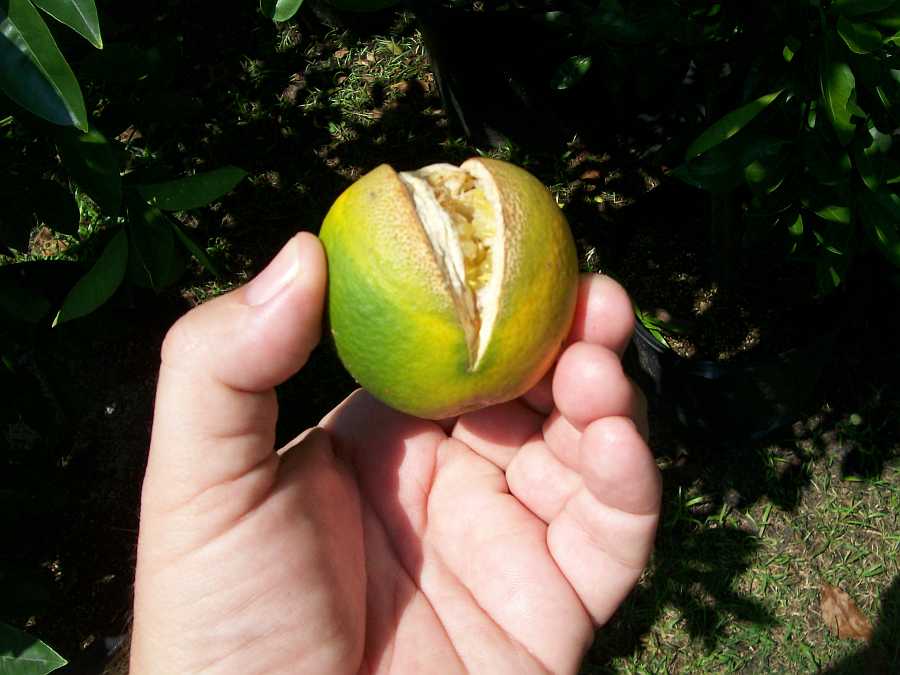 The Citrus Guy: Doing the Citrus Split!