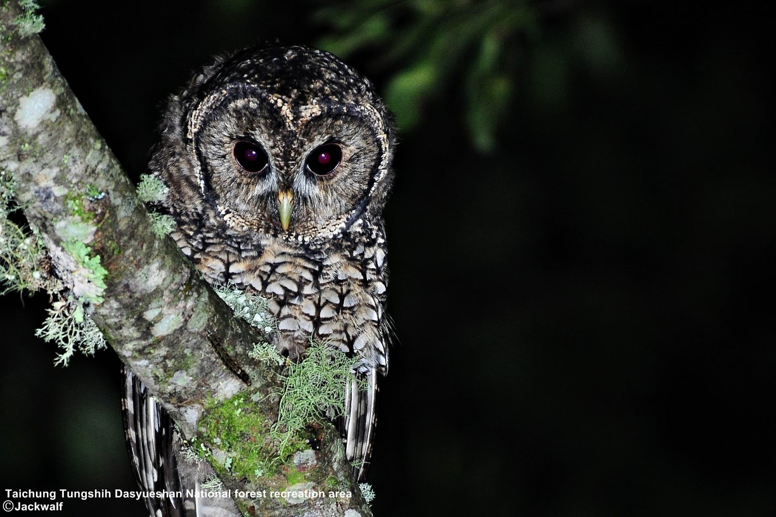 鳥鳥人生 : Taichung Tungshih Dasyueshan National forest recreation area ...