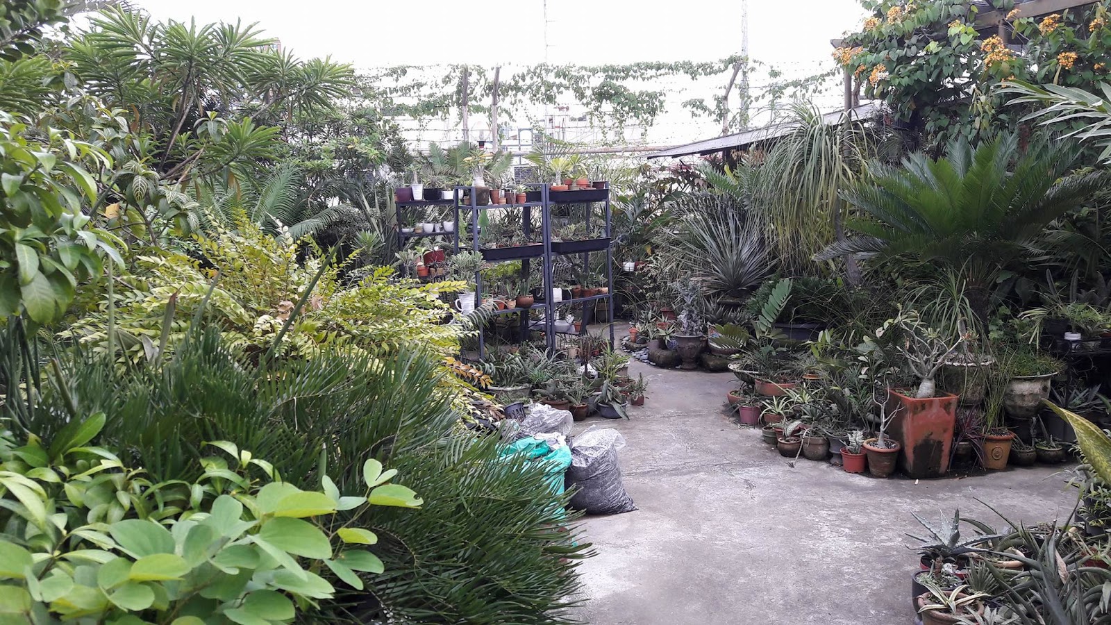 OUR PHILIPPINE TREES: February 2017