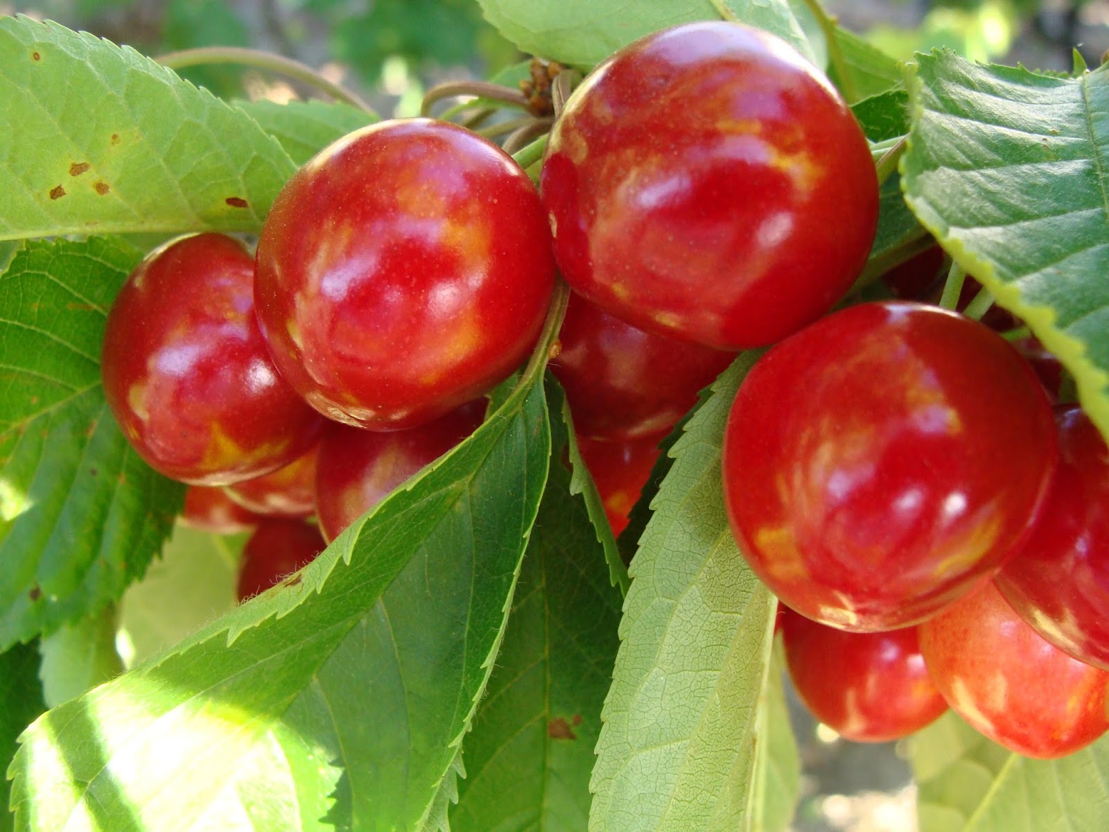 Notícias de Resende: Primeiras cerejas do ano já se colhem em Resende ...