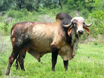 Imagen toro cebu - Imagui