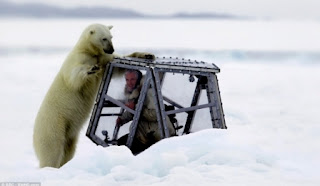 Kameramani ballë për ballë me ariun polar (Foto)