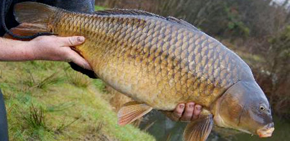 The Aquaculturists: 11/12/2014: UK organic carp farm starts production