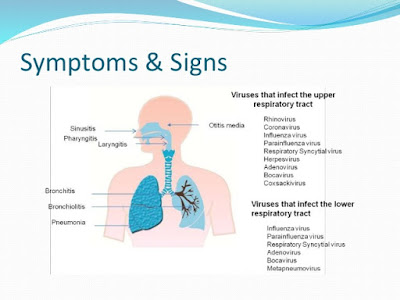 Human Anatomy Physiology and Diseases: Upper respiratory tract ...