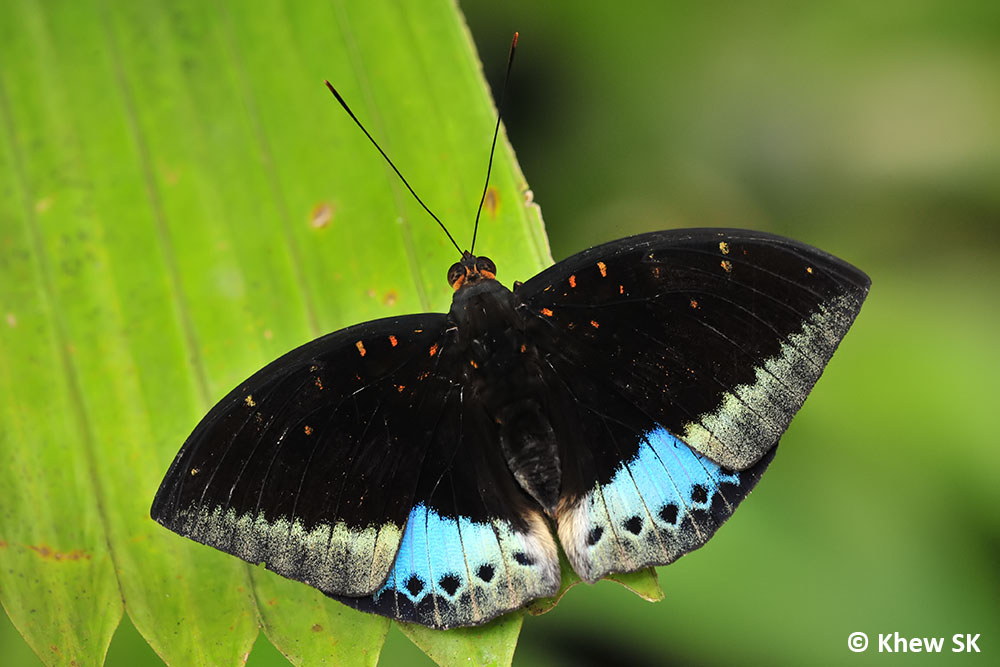 Butterflies of Singapore: Three Archdukes