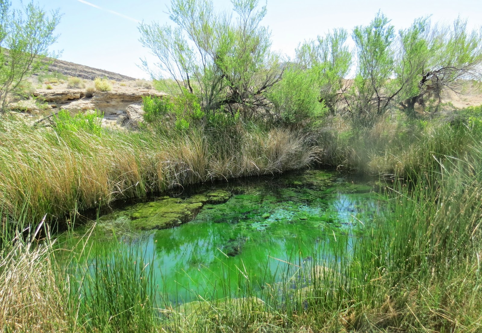 Where's Liz? 2014: Ash Meadows National Wildlife Refuge, NV