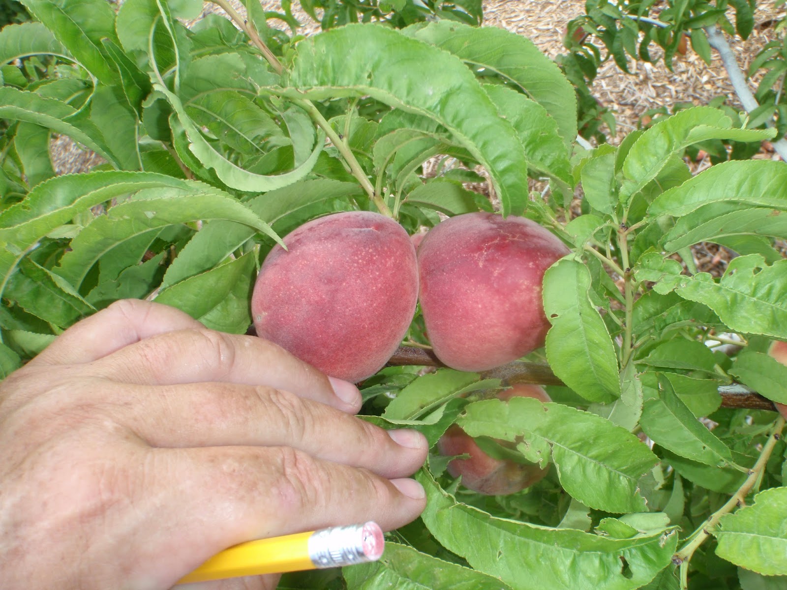 Xtremehorticulture of the Desert: Is 'Last Chance' Peach Good for ...
