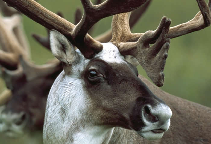 Animals of the world: Alce vs Reno o Caribu