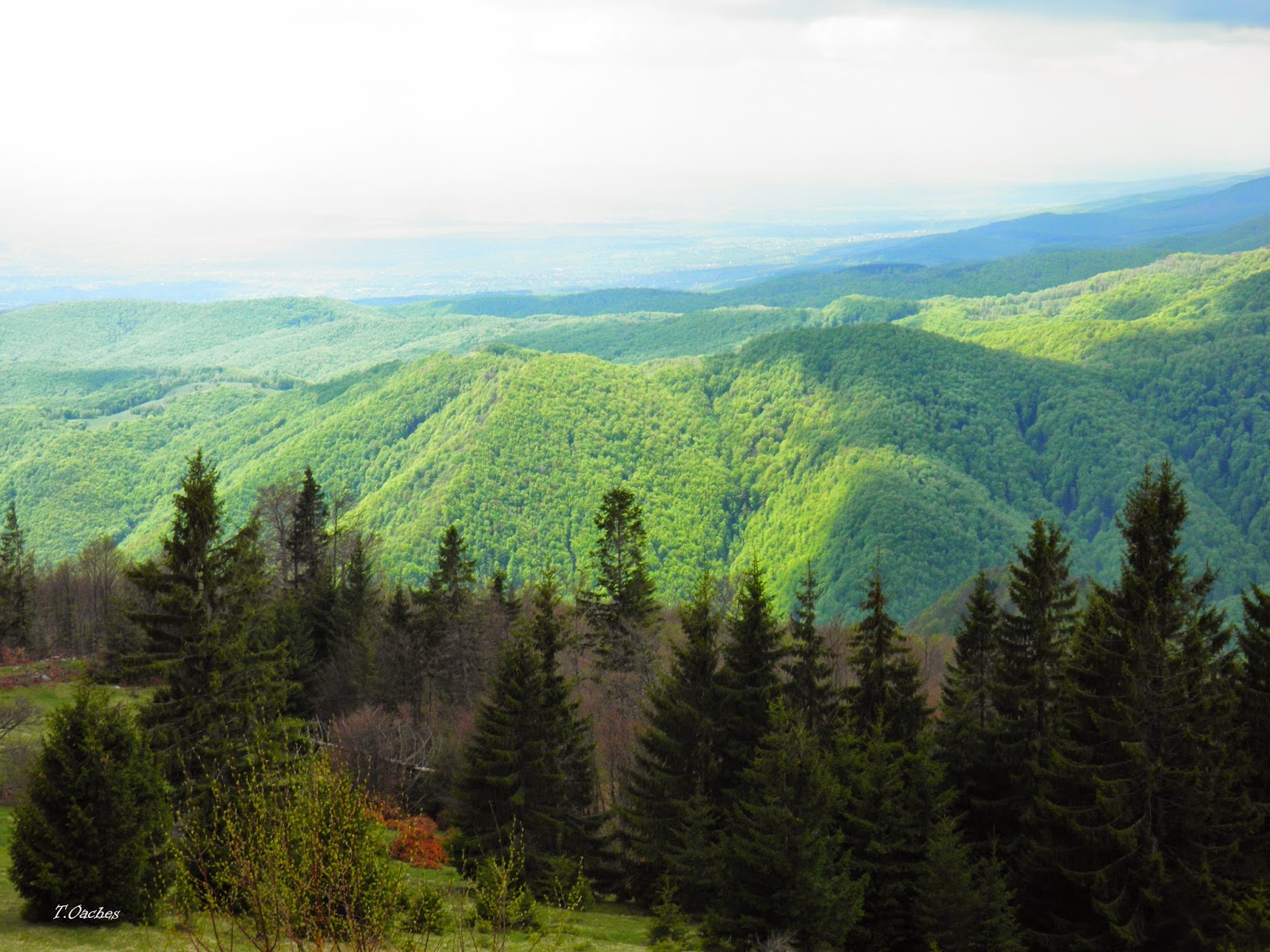 PASARI DIN ROMANIA: ULIU PORUMBAR (ULIUL GAINILOR), Accipiter gentilis