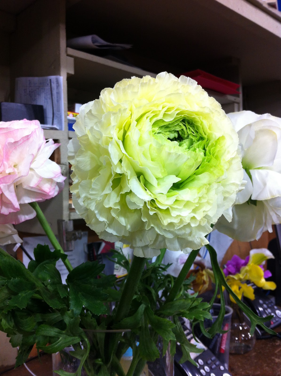 blade new york: Japanese Ranunculus
