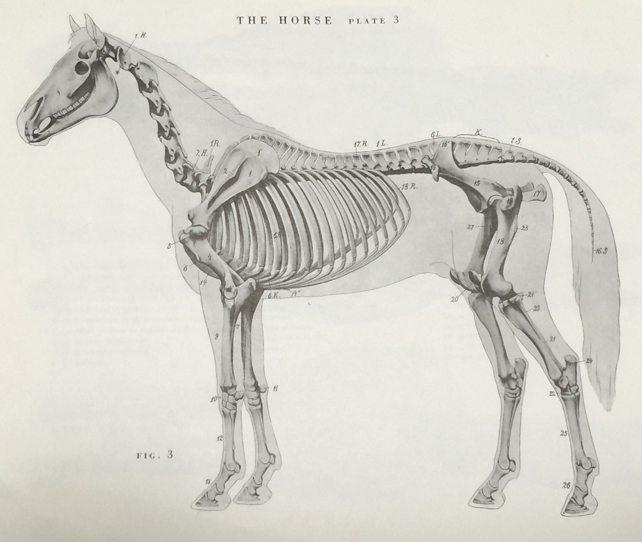 Musings at Minkiewicz Studios LLC: Equine Anatomy and Biomechanics: A ...