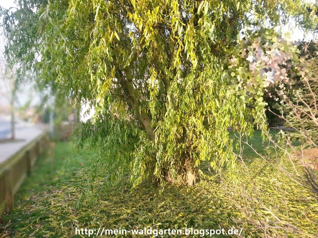 © Mein Waldgarten: Die Weide