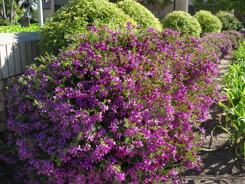 Πολύγαλα - Polygala ~ ΦΥΤΟΓΝΩΣΕΙΣ