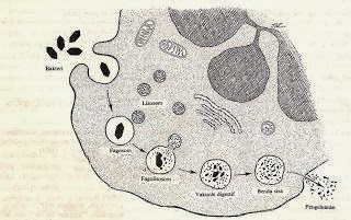 Pengertian Sel Fagosit | Biologi Kelas