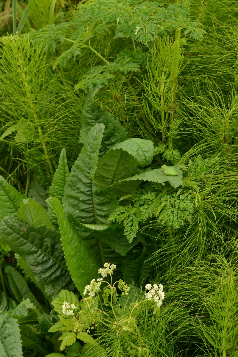 Woods Walks and Wildlife: Pacific Tree Frogs