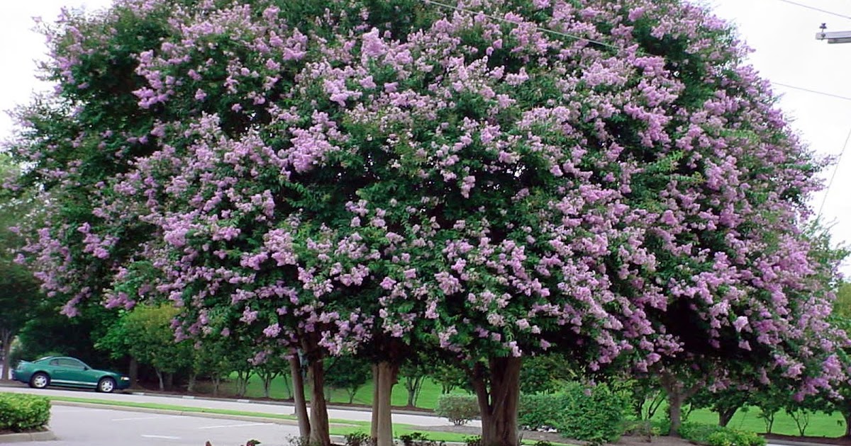 above the fold...spilled ink: Don't commit 'crepe murder'