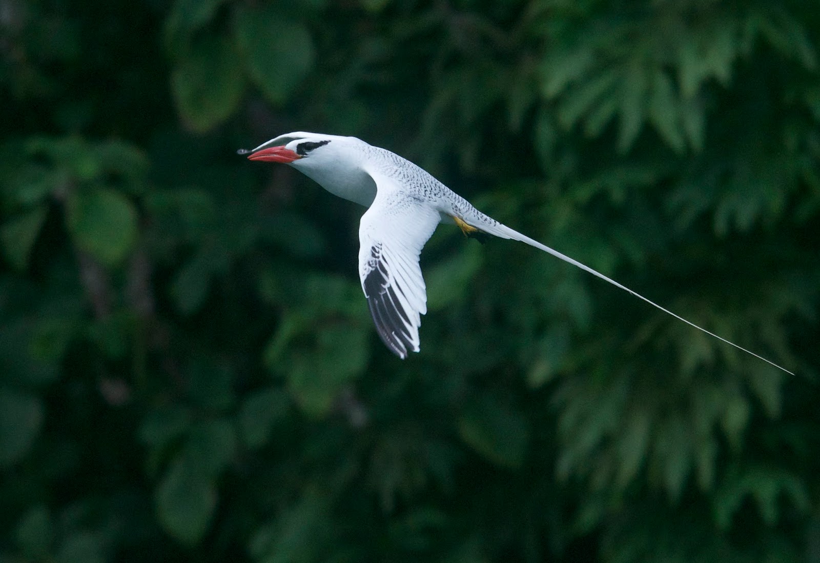 Jan Axel's Blog: Bird of the Month: Red-billed Tropicbird