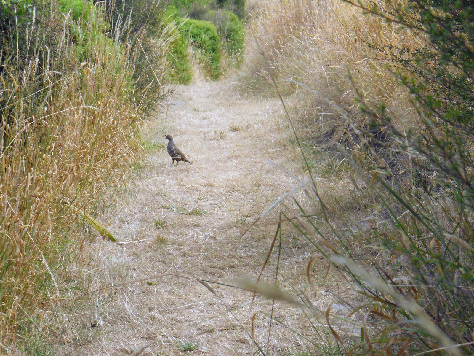 Tramping in the New Zealand backcountry: NZ Bush Adventures: Daytrip to ...