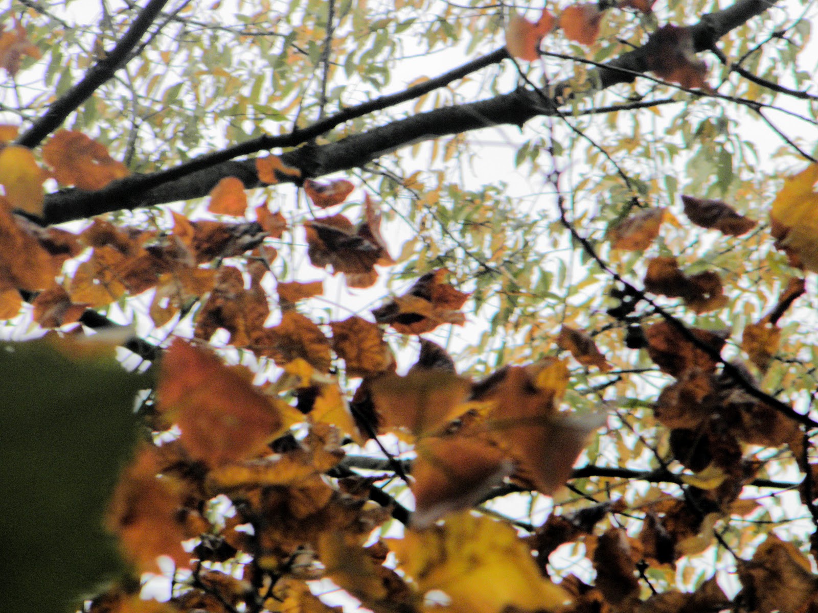 Fall Day October 8th, 2012