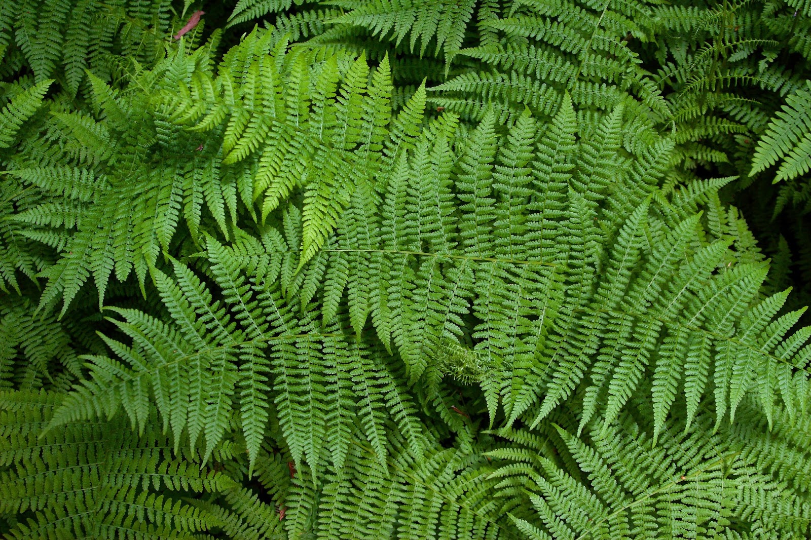 Biology Is Life Pteridophytes