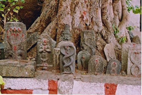 nagaraja-king-of-snakes-hinduism.jpg (500×335) (With images) | Naga