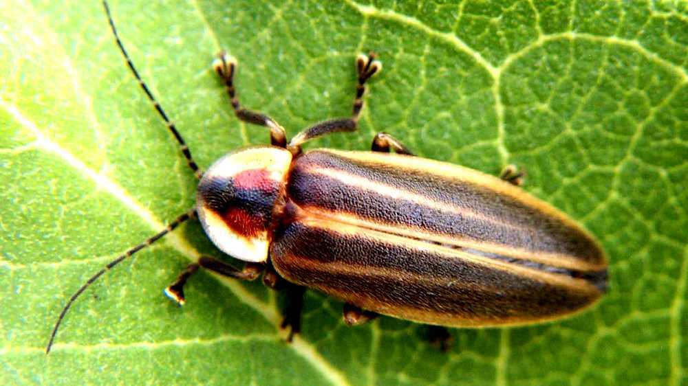 Photuris pensylvanica