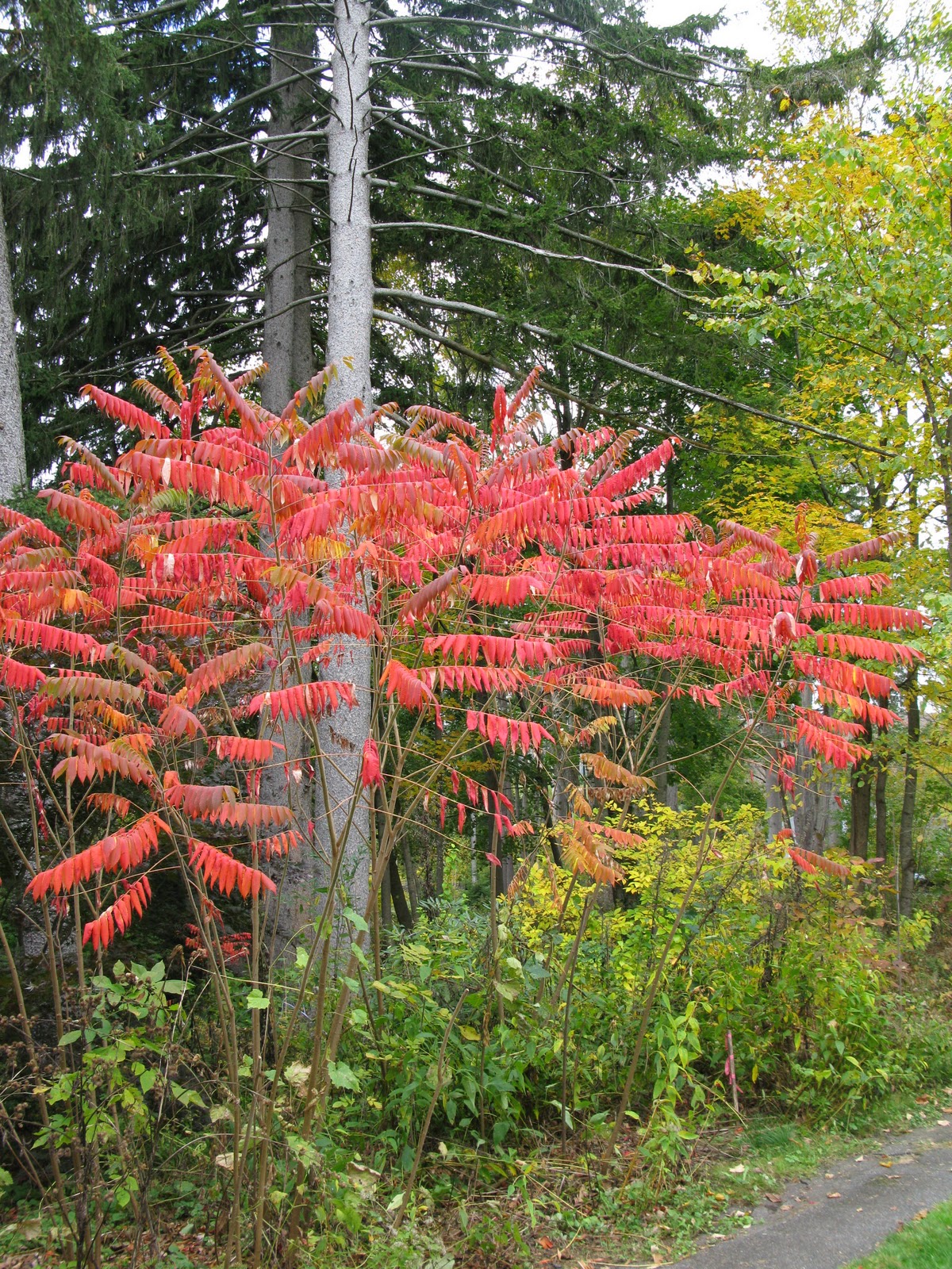 Cépage et Cuisine: Autumn in the Berkshires – October 23, 2011