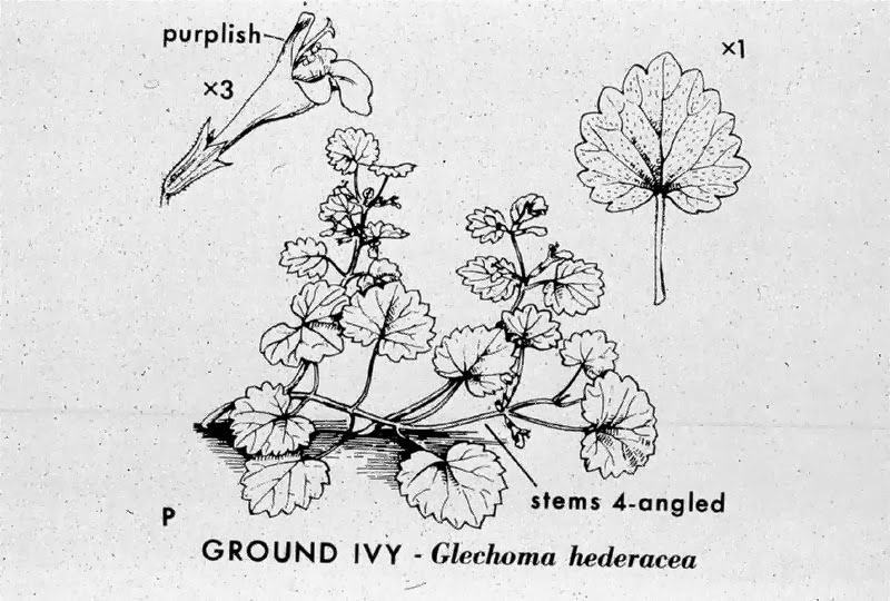 iaTURF: "Creeping Charlie" (Glechoma hederacea) control