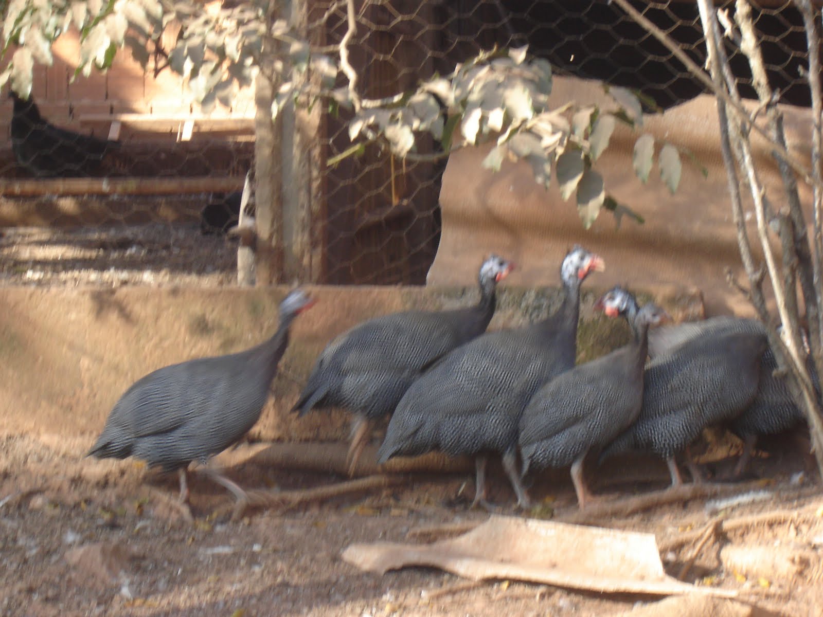 GALINHA D'ANGOLA OU CAPÓTE - JJS PAISAGISMO & AGROPECUARIA