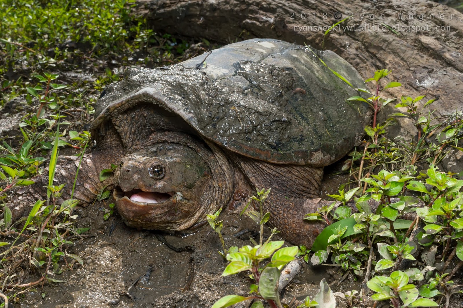 Field Life: Herping PA: Concrete and Canoes