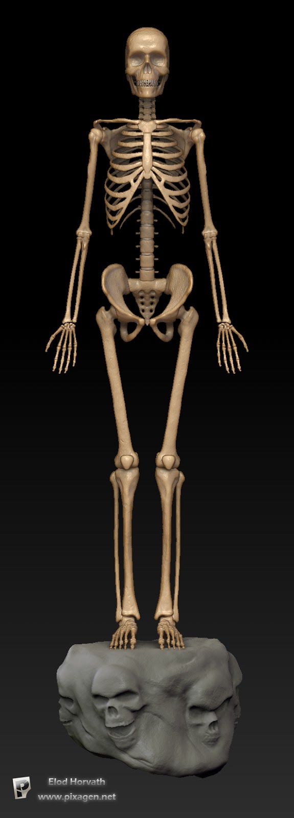 Elod Horvath - University Blog: ZBrush anatomy study