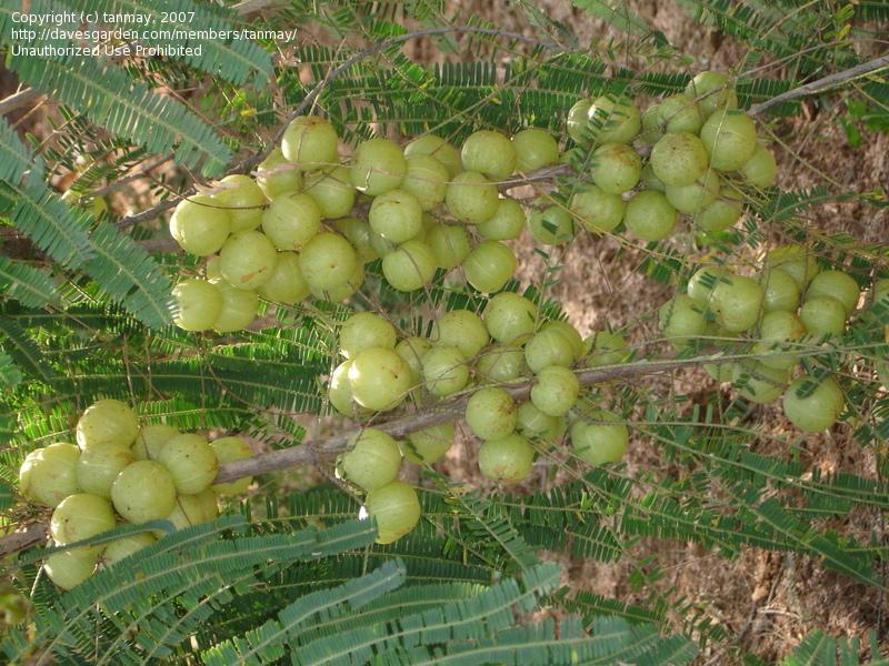 MEDICINAL PLANTS: TreeTypes