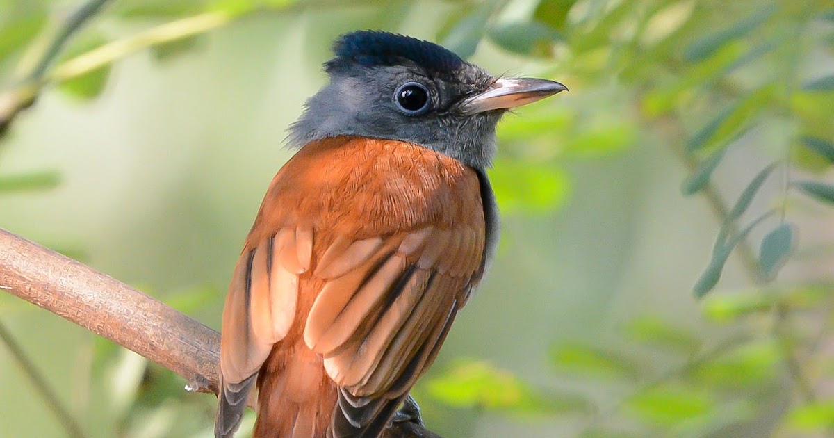 Bangkok City Birding: Blyth's Paradise Flycatcher
