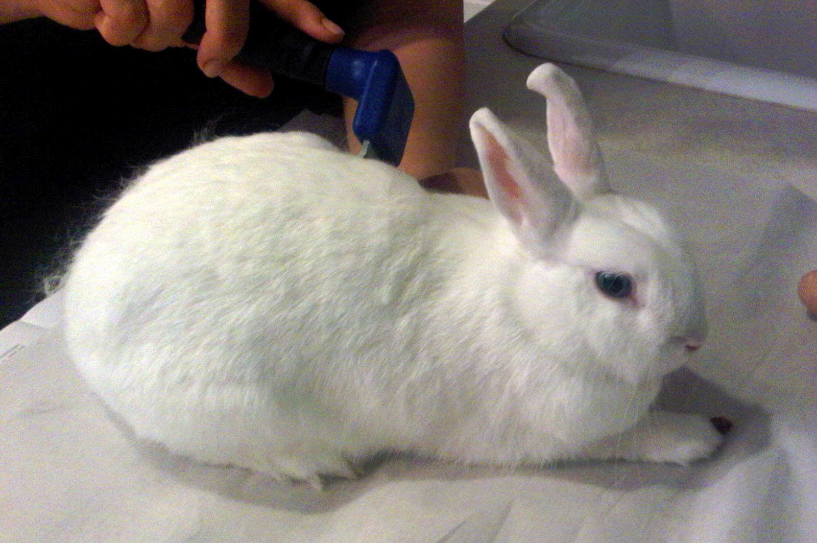 Rabbit Ramblings: Adventures in bunny grooming