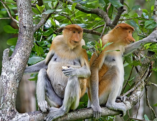 Macaco Narigudo ou Proboscis Monkey | A Floresta