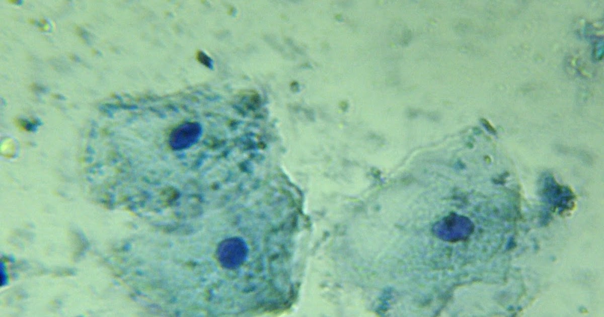 CIENCIAS JPL: CÉLULAS EPITELIO BUCAL