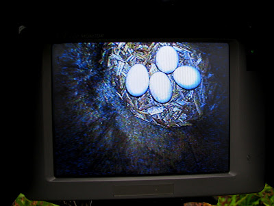 Tales From a Wandering Albatross: How to Peep a Red-Cockaded Woodpecker