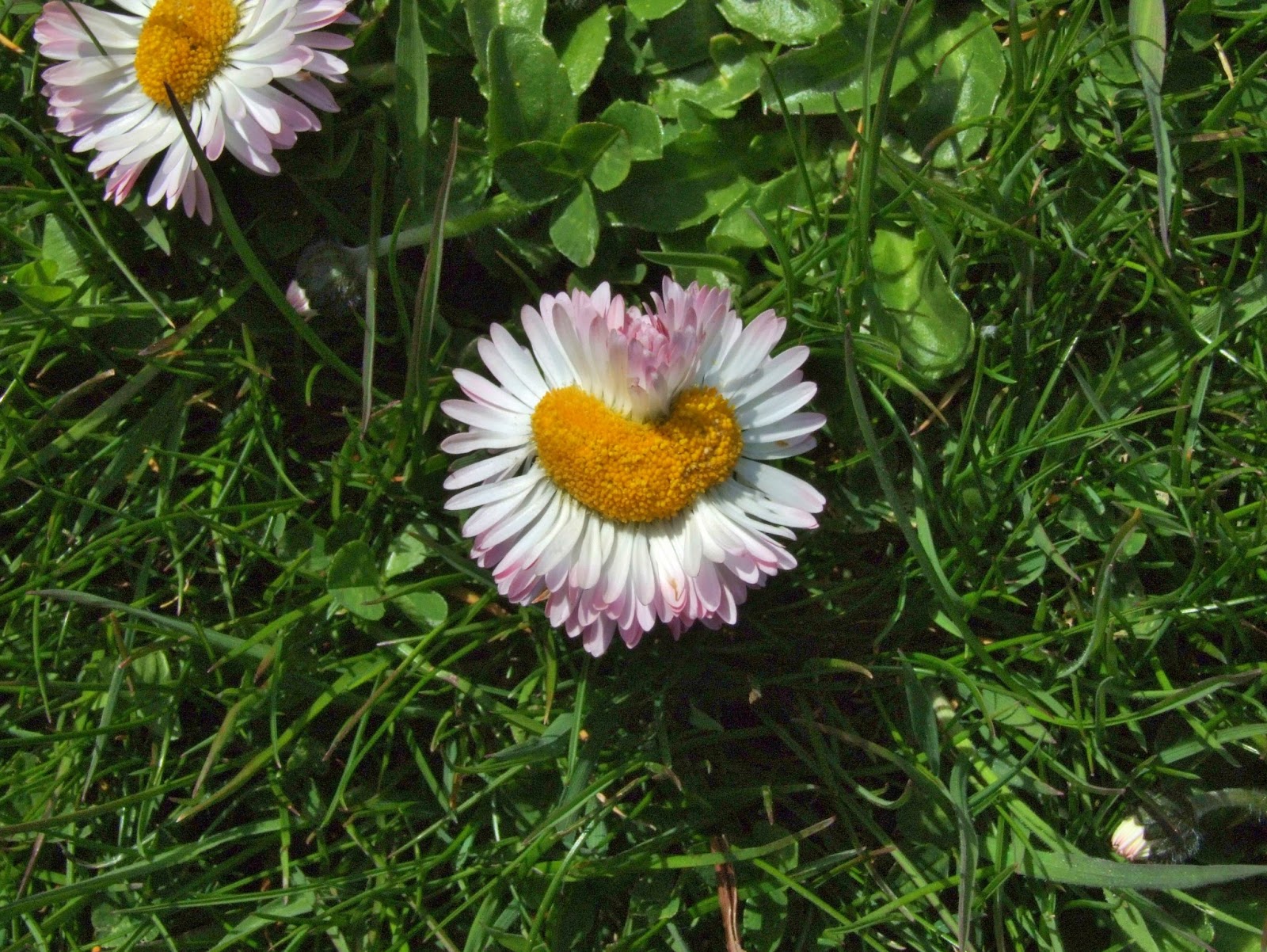 Fair Isle: Nature Lovers! Natural Heart Shapes - Valentine's Day 2013