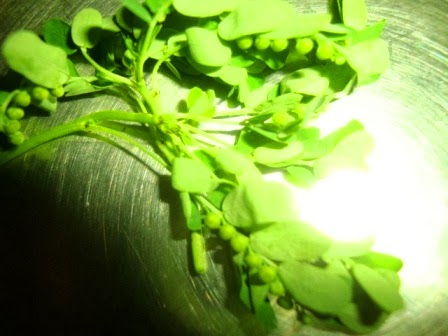 SS Moments: Keela Nelli - Phyllanthus niruri - Bhumyamalaki