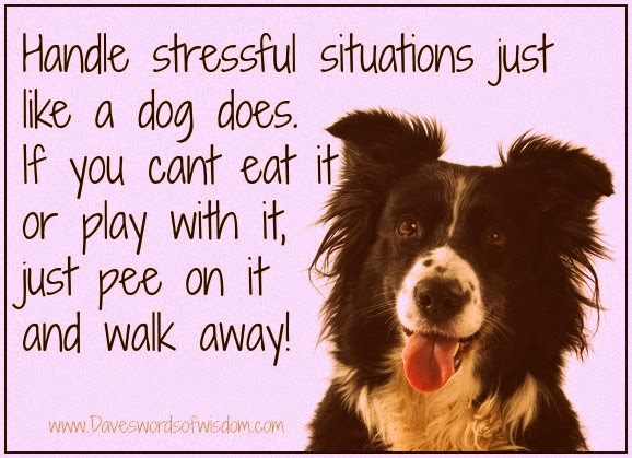 Daveswordsofwisdom.com: Handle stressful situation like a dog.