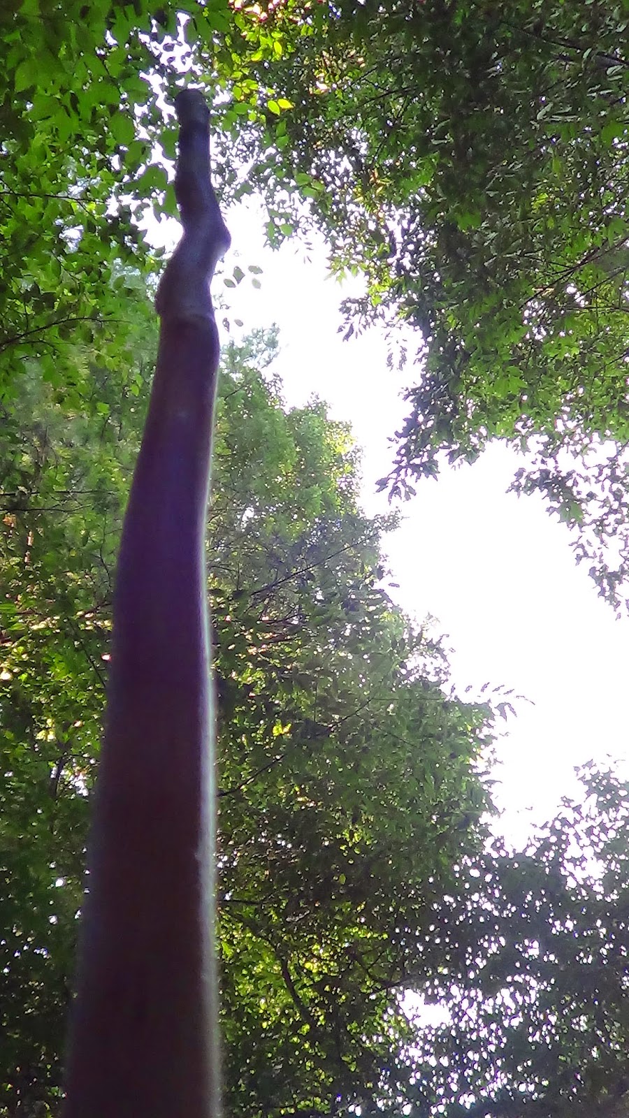 WATERFALL ROAD: THE POPLAR WALKING STICK