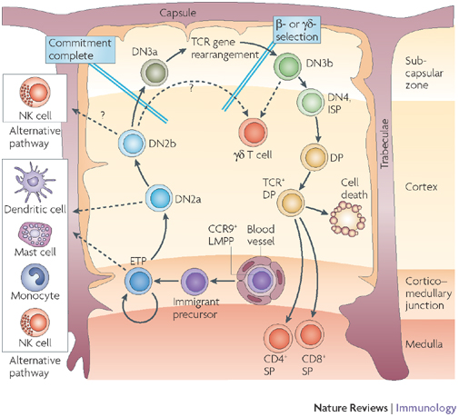 Immunology | Immune system| Immunity: Thymus-Primary Lymphoid organ ...