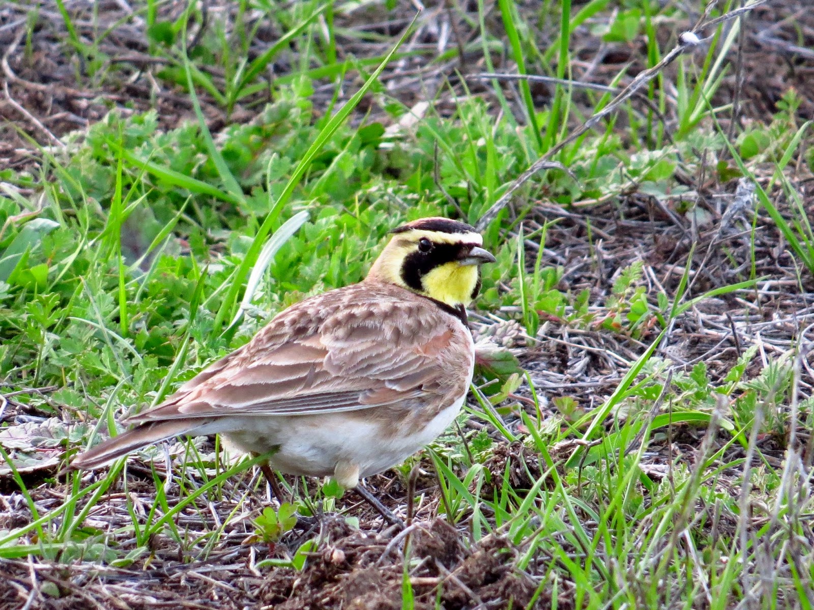 amateurnithologist: Horned Lark