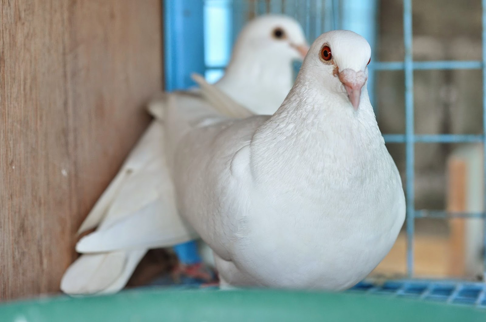 nieripigeons-Mexico-palomas mensajeras: La herencia y como retransmitirla.