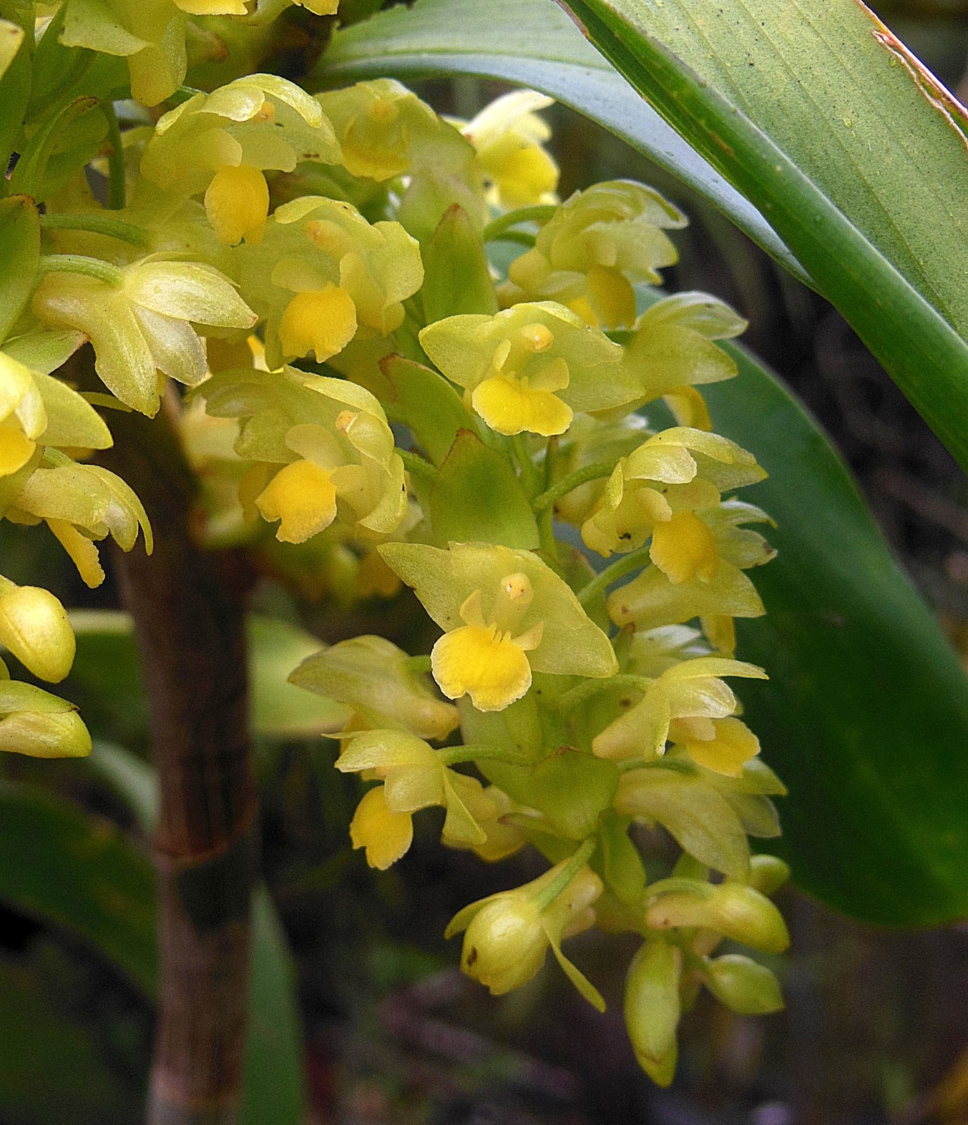 Pinalia xanthocheila showing off
